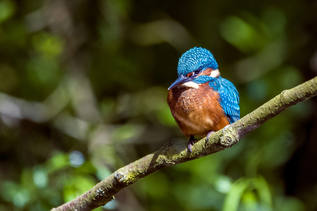 How to Photograph Kingfishers - A Complete Guide
