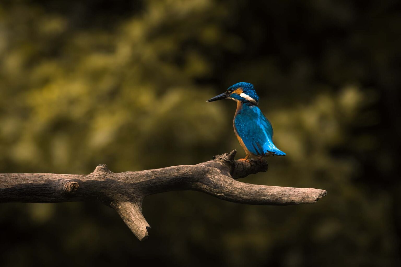 How to Photograph Kingfishers - A Complete Guide